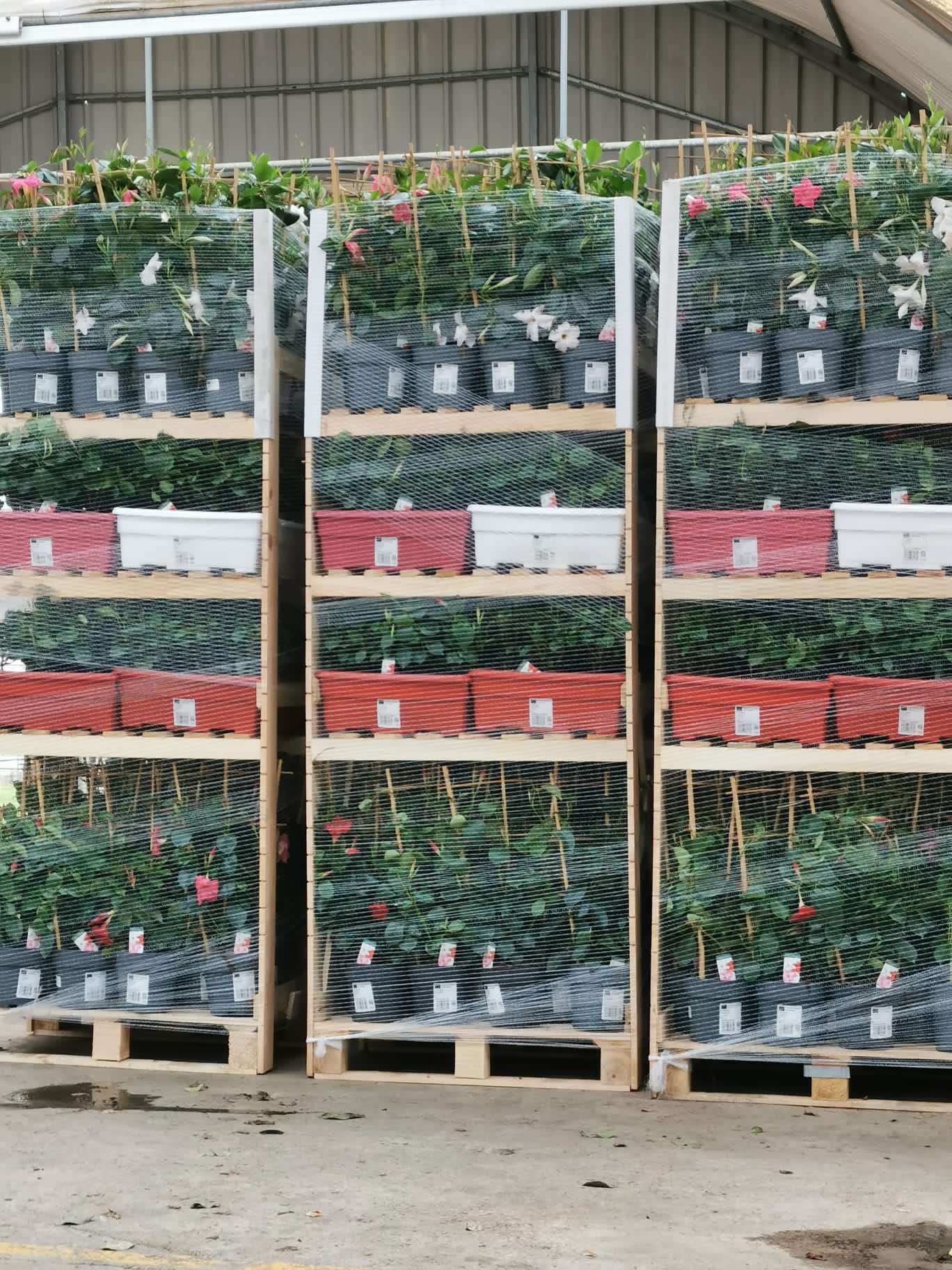 Box Palets – Hijos de BG