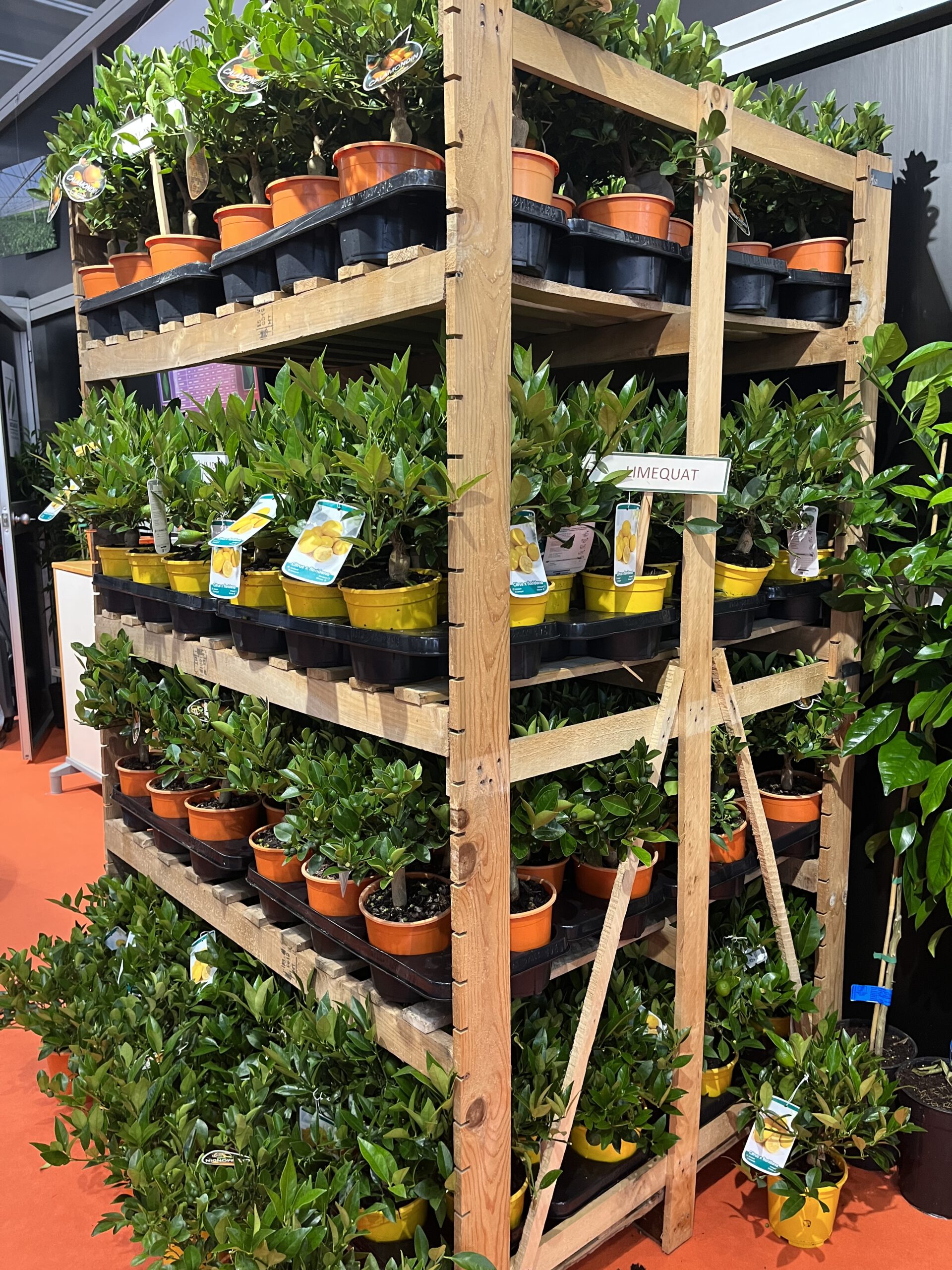 Box Palets – Hijos de BG